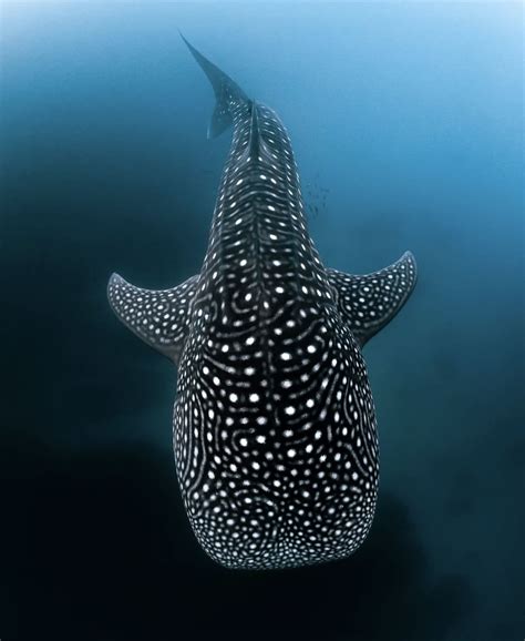 Get To Know The Whale Shark Facts Myths And Photos Wildest
