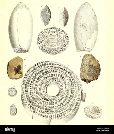 Die Fossile Flora Der Permischen Formation Fossil Plants Permian Period Paleobotany Ancient
