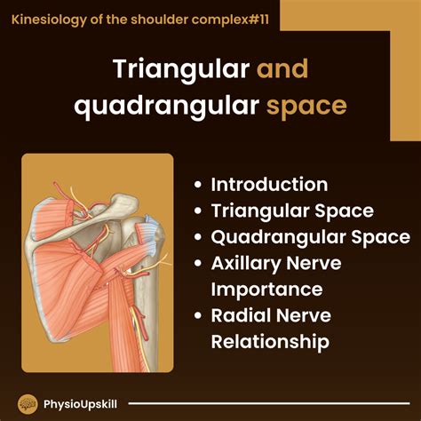 Episode77 Kinesiology Of Shoulder Complex11 Physioupskill
