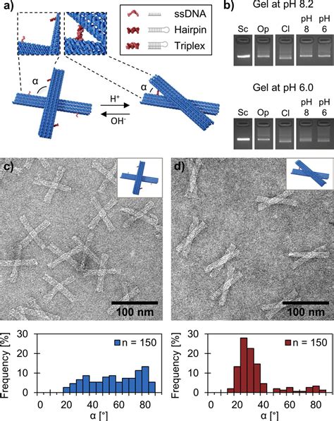 Reconfigurable Ph Responsive Dna Origami Lattices Acs Nano