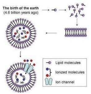 Ion Channels Yang Lab