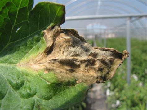 Gray Mold Purdue University Vegetable Crops Hotline