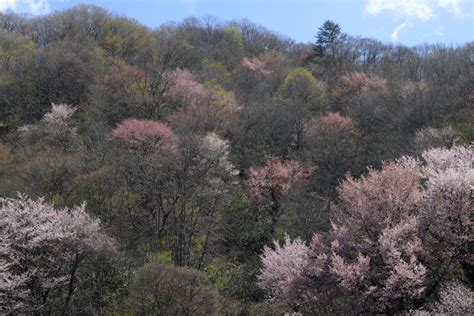 戸赤の山桜 by かもしか ID11729463 写真共有サイト PHOTOHITO