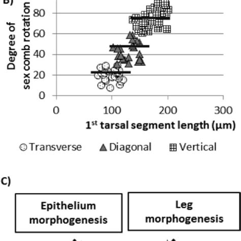 Coupled Relationship Between 1 St Tarsal Segment And Number Of Download Scientific Diagram