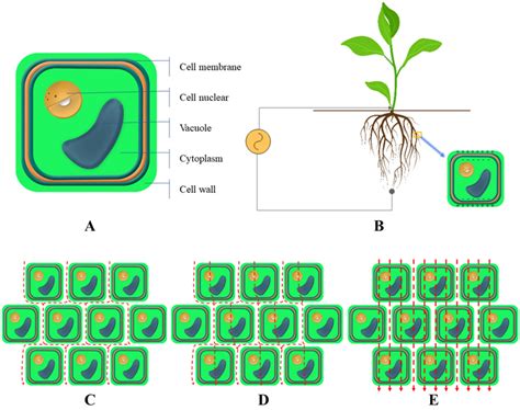 Root Cell Diagram