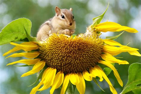 Qué Medidas Para Proteger La Biodiversidad Están A Mi Alcance
