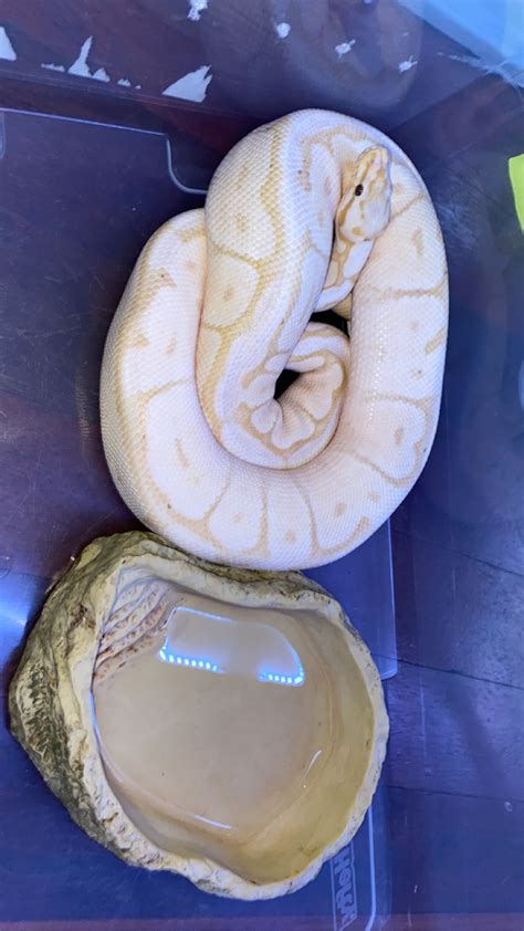 Bell Pythons Breeding And Identifying Ball Pythons Morphmarket Reptile Community
