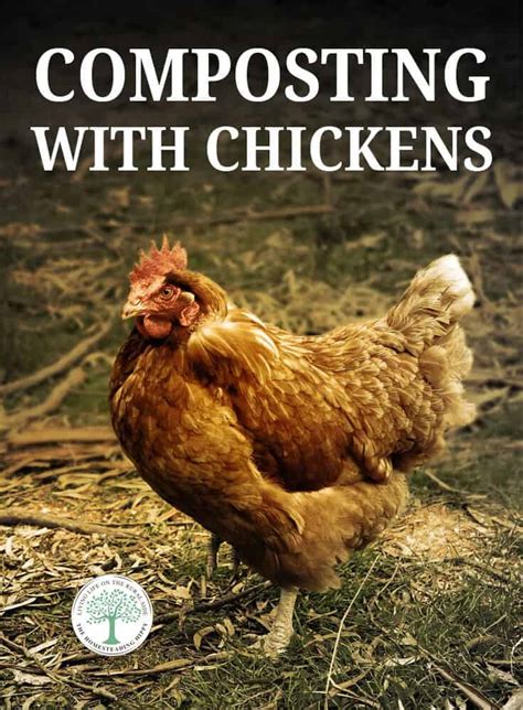 Composting With Chickens The Homesteading Hippy