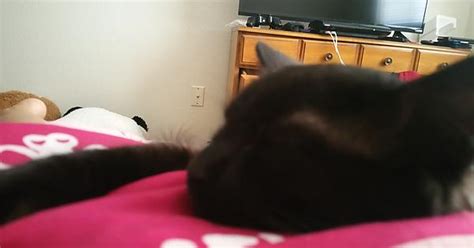 Chompy On Cat Day Imgur