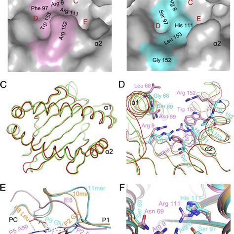 The Peptide Binding Groove Of BF Comparison Of The Download