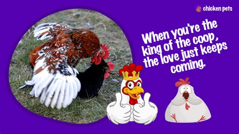 Do Chickens Have Sex Let S Go Deep Chicken Pets