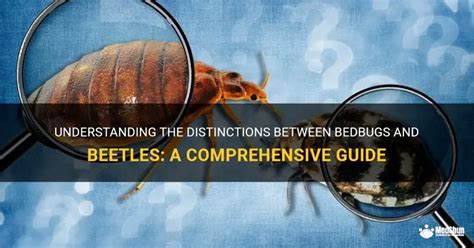 Understanding The Distinctions Between Bedbugs And Beetles A Comprehensive Guide Medshun