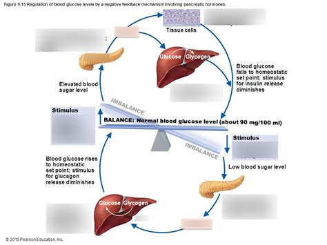 Endocrine Glands ~ Location And Function Diagram Quizlet