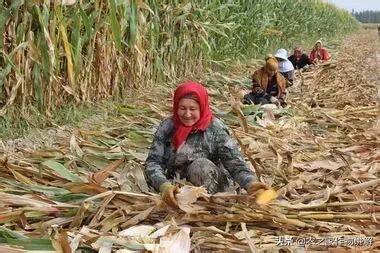 交過公糧的27年1次補平均1人能領11萬元每月400養老金莫信 每日頭條