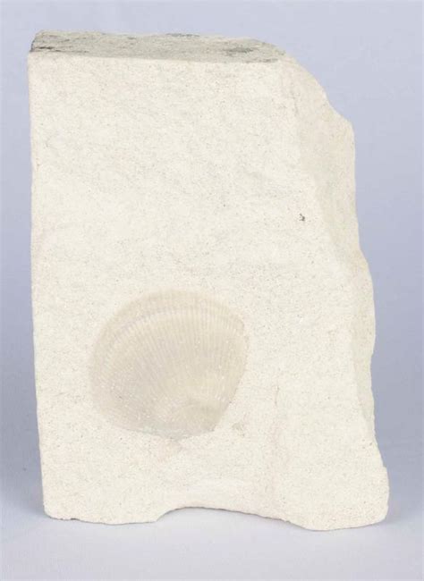 Fossil Scallop Shell In Limestone Block Culture Waitaki