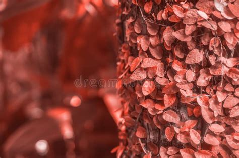 Colour Of The Year 2019 Pantone Coral Texture Of A Tropical Leaf