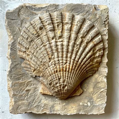 Fossil Shells Free Stock Photo Public Domain Pictures