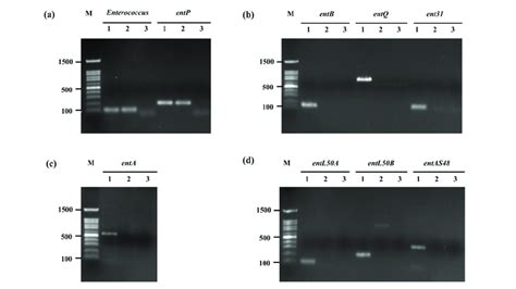 Amplification Of Genus Enterococcus Gene And Bacteriocin Genes In E Download Scientific