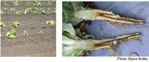 Identification Of Pythium Wilt Of Lettuce In The Field Salinas Valley Agriculture