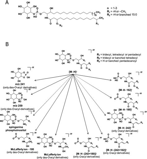 Structure A And General Fragmentation Pathways Of M−h − Precursor