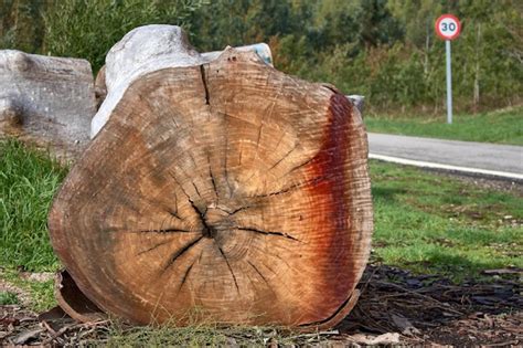 Premium Photo The Circles On The Trunks Of The Trees Give Us The Age Of The Tree