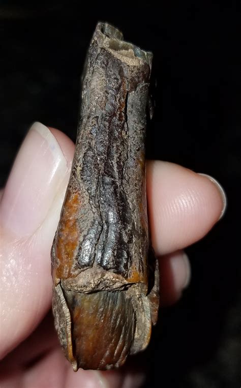 Fossilized Tooth Fossil ID The Fossil Forum