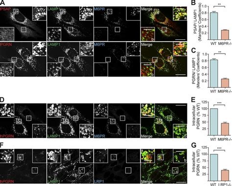 M6pr And Lrp1 Mediate Pgrnpsap Lysosomal Trafficking A Both Psap