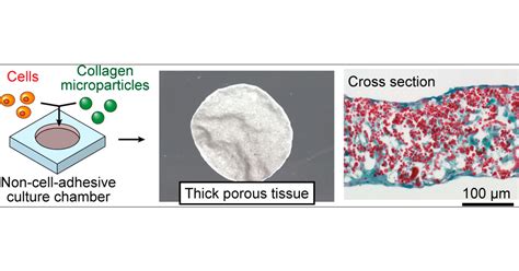 Collagen Microparticle Mediated 3d Cell Organization A Facile Route To Bottom Up Engineering Of