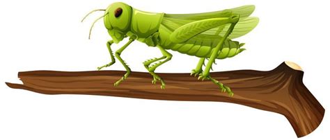 Grasshopper Vector Art Icons And Graphics For Free Download