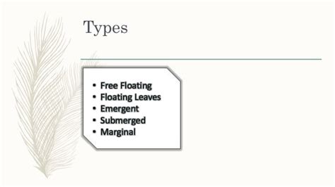 Aquatic Macrophytes