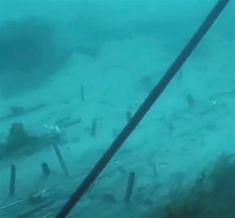 Razor Clam Body Parts At Alice Novotny Blog