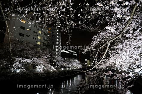 門前仲町 桜 夜景 2022年3月 ライトアップの写真素材 196961422 イメージマート