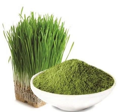 Wheat Grass Extract 1kg To 25kg At ₹ 450kg In Nagpur Id 2850139200633