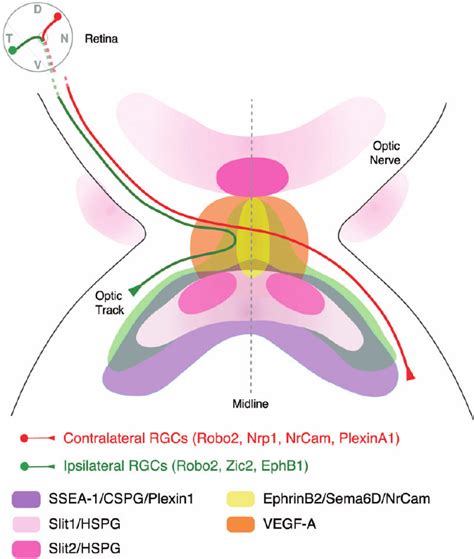 Expression Pattern Of Key Molecules That Direct Rgc Axon Navigation At