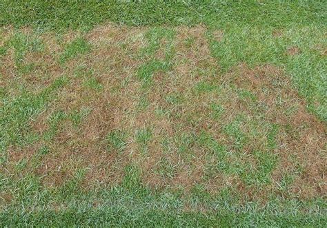 What S The Damage Pythium Root Rot