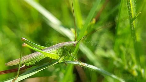 A Large Green Grasshopper Moves Its Jaws On A Blade Of Grass Stock