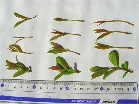 组培网 植物组织培养行业门户网站 组培室设计 组培设备 组培技术 组培苗 Led组培灯 培养架 灌装机 接种设备