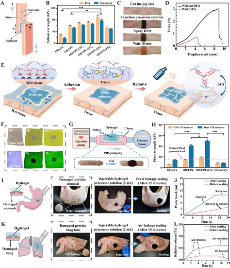福州大学石贤爱教授 杨建民副教授课题组 Acta Biomater 仿生湿粘附多功能水凝胶促进海水浸泡伤口愈合 中国聚合物网科教新闻