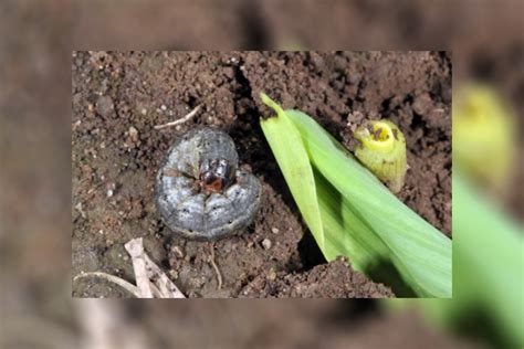 Crop Disease Prevention Khetivyapar