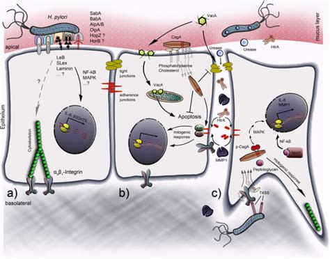 Model Of H Pylori Factors Interacting With Host Cells A At The Download Scientific Diagram