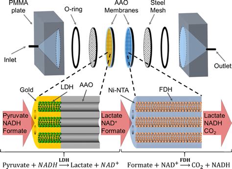 Schematic Representation Of The Enzymatic Flow Bioreactor Design Download Scientific Diagram