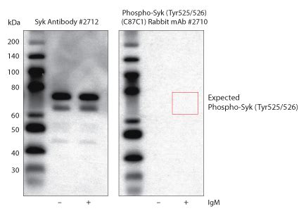 Flow Cytometry Cell Signaling Technology