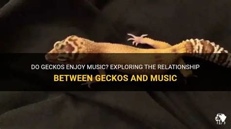 Do Geckos Enjoy Music Exploring The Relationship Between Geckos And