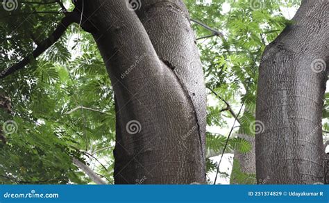 Tree Branch Diffraction Part With Green Tree Leaf Background Stock Image Image Of Healthy