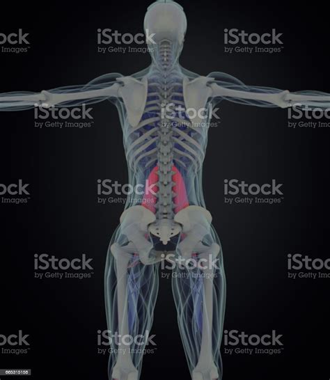 여성 Psoas 근육입니다 영혼의 근육입니다 인간의 해부학입니다 3d 그림입니다 근육에 대한 스톡 벡터 아트 및 기타 이미지 근육 과학 남아프리카공화국 Istock