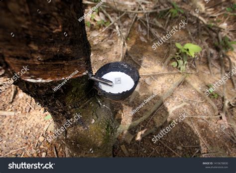 Latex Dripping Rubber Tree Rubber Tree Stock Photo 1419678830 Shutterstock