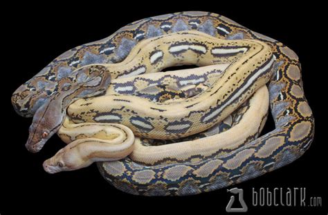 Reticulated Pythons