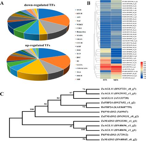 Figure 6 From Comparative Transcriptome Analysis Identified