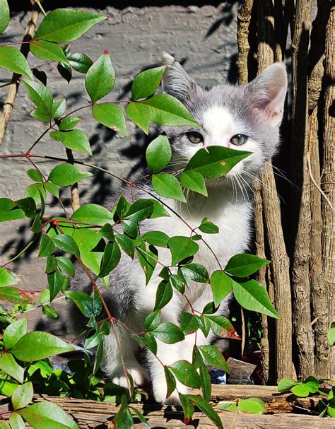 Feral 8 Week Old Kitten Rcatfruit