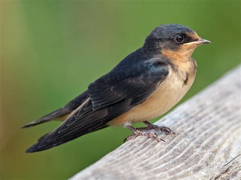 Barn Swallow Celebrate Urban Birds